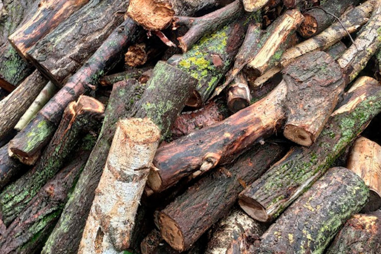 Ion Ceban: E mijloc de iarnă, iar problema asigurării cu lemne persistă ...